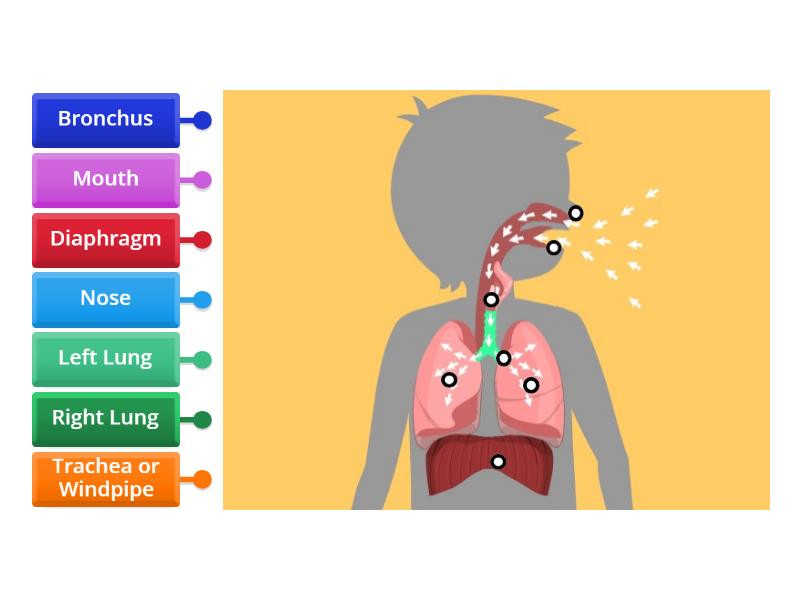 Respiratory System - Labelled diagram