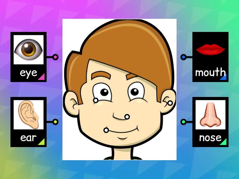 face parts - Labelled diagram