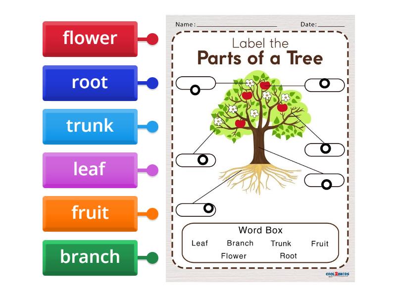 Parts of a tree - Labelled diagram