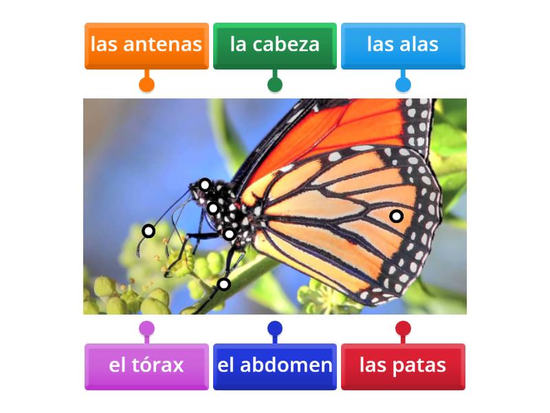 Las Partes de una mariposa - Labelled diagram