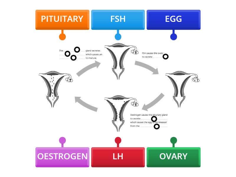 Menstrual Cycle - Labelled diagram