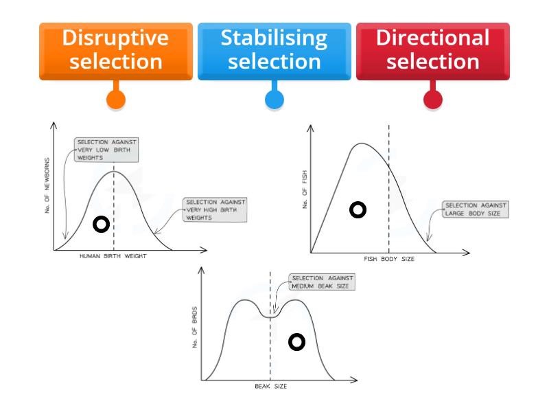Types of natural selection - Labelled diagram