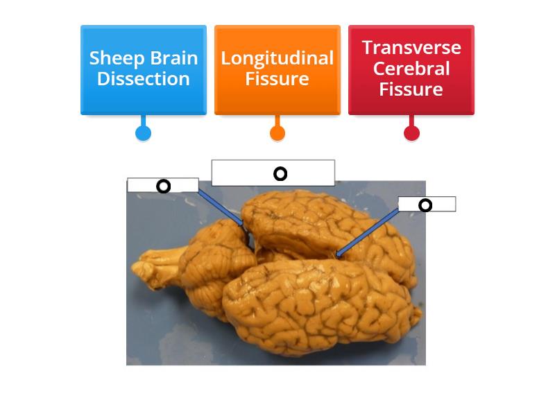 Sheep 1 - Labelled diagram