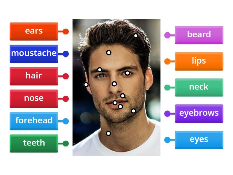 face - Labelled diagram