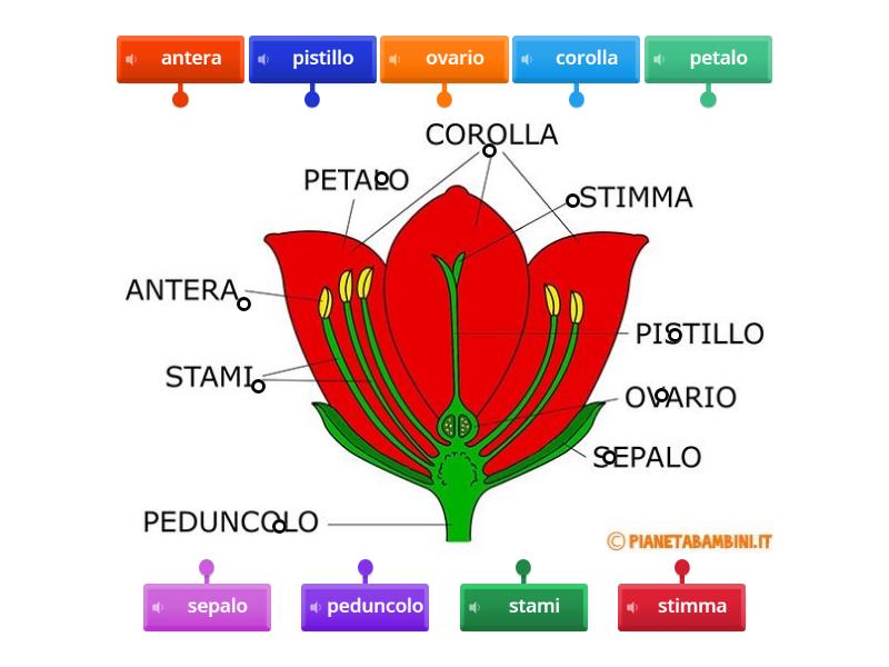 le parti del fiore - Labelled diagram