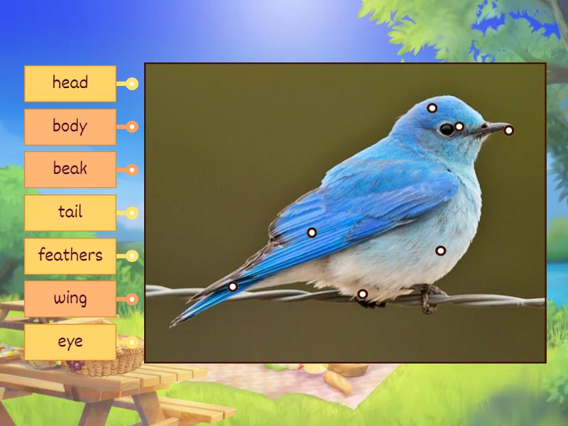 Bird`s body - Labelled diagram