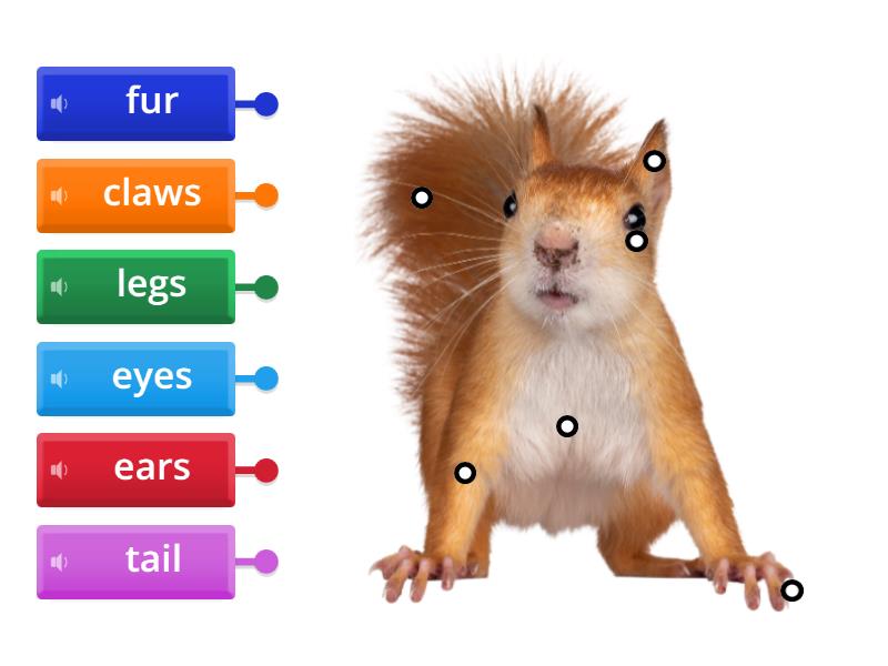 Parts of the body: The squirrel - Labelled diagram