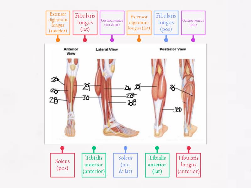Ant, Lat, Post Lower Leg - Labelled diagram