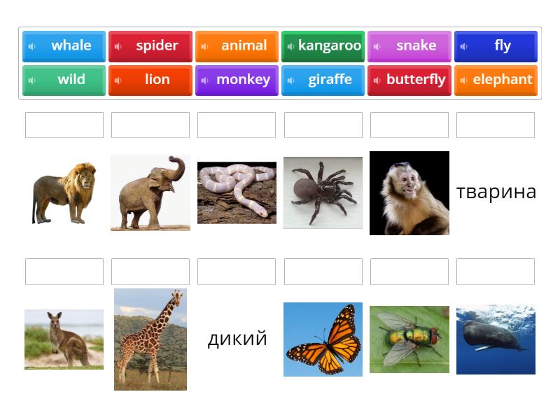 Go Getter (1) 7.1 Animals (2) - Match up