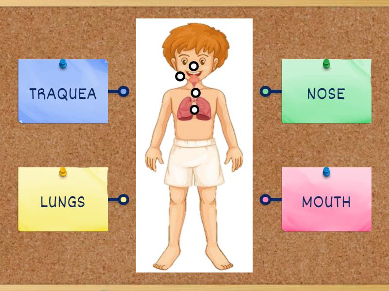 RESPIRATORY SYSTEM - Labelled diagram