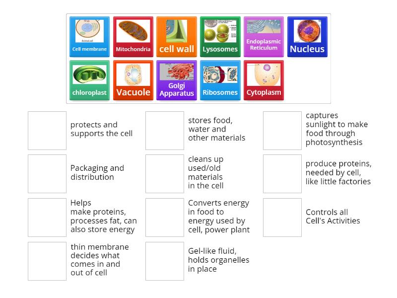 Cell Organelle Functions - Match up