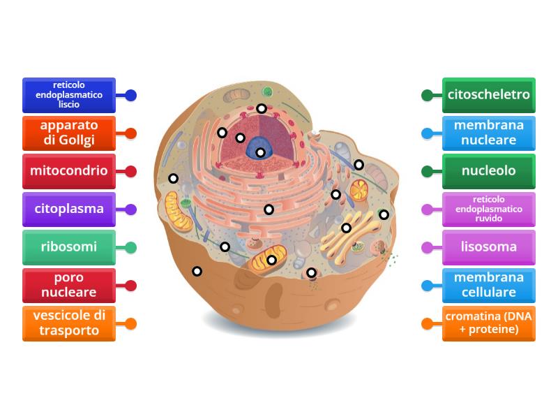 Cellula eucariote animale - Labelled diagram