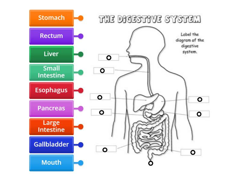 Digestive System Diagram - Labelled diagram