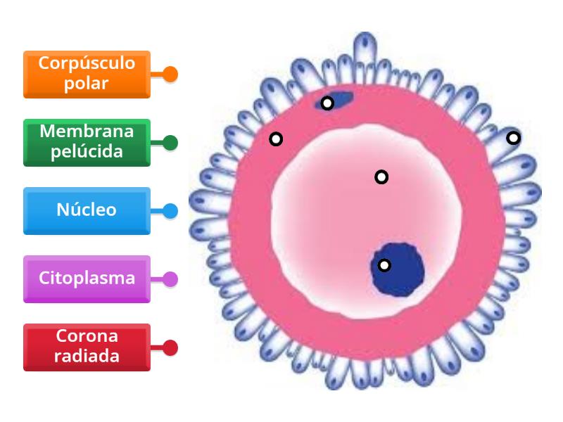 Estructura del ovulo - Labelled diagram