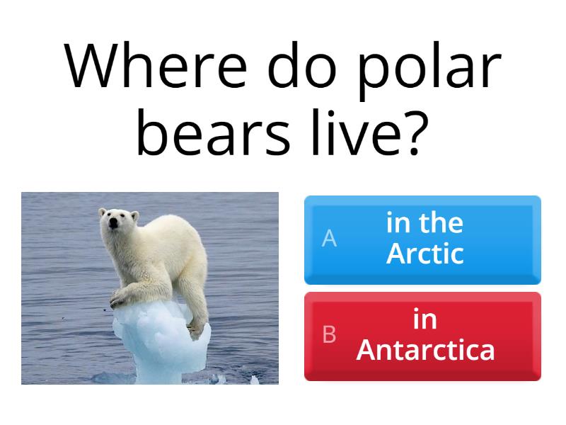 Polar bear - Quiz