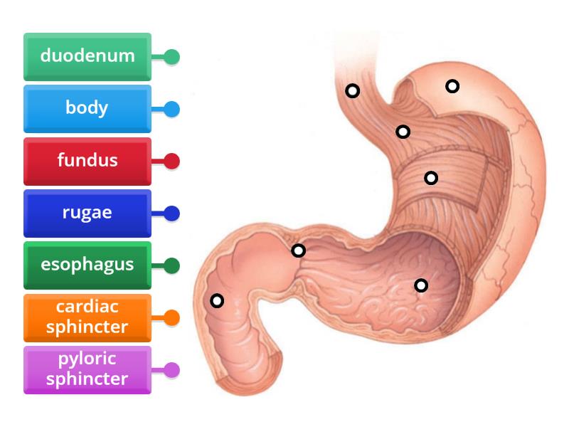 7.2 Structures and Functions of Organs in Digestive System; stomach ...