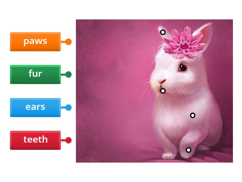 CLIL-based lesson Rabbits - Labelled diagram