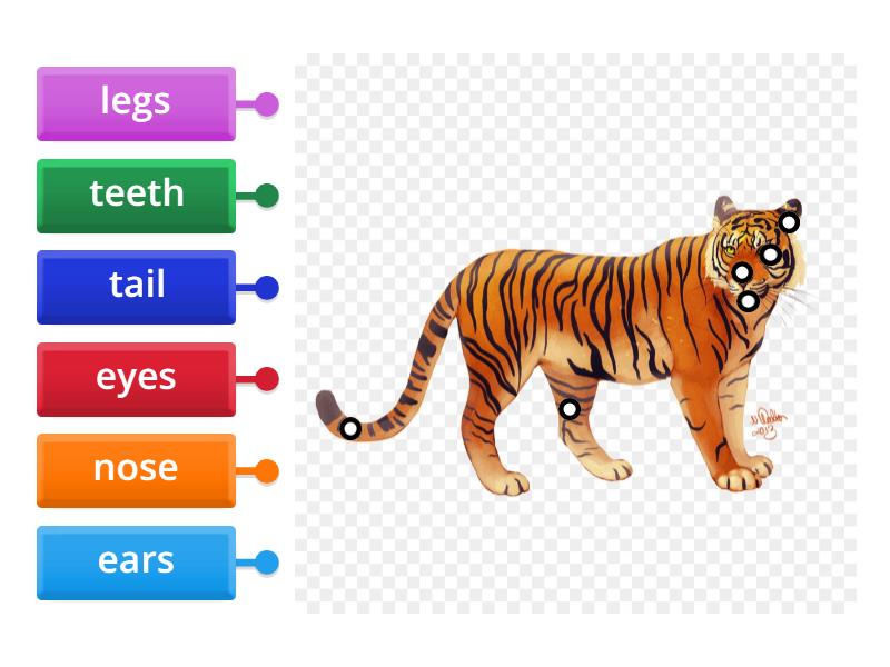 Tiger (body parts) - Labelled diagram