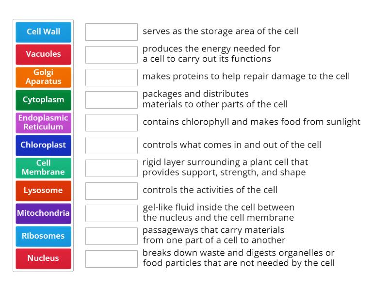 cell parts - Match up