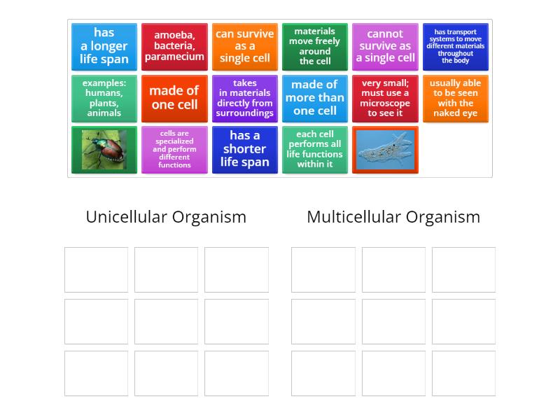 Unicellular vs. Multicellular Organisms (5.L.1.1) - Group sort