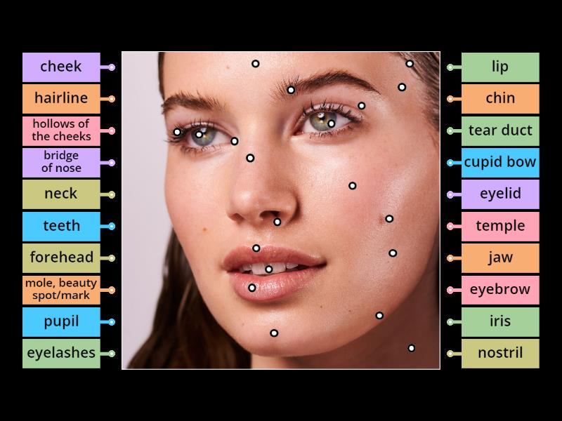 Face parts, detailed, advanced (20) - Labelled diagram