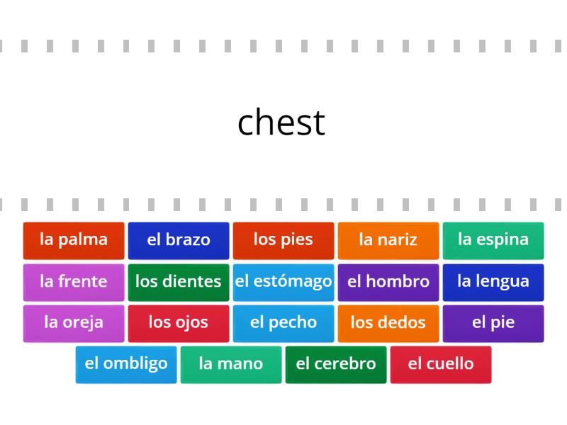 Spanish Body Parts for Latin learners - Find the match