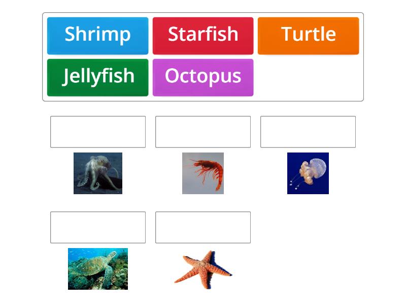 Match them Up! (Sea Animals) - Match up