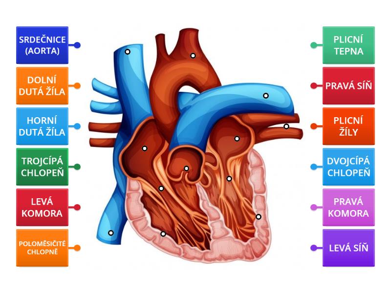 Srdce - popis - Labelled diagram