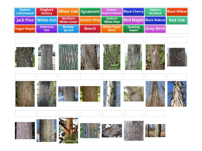 Bark Identification (All Trees) - Match up