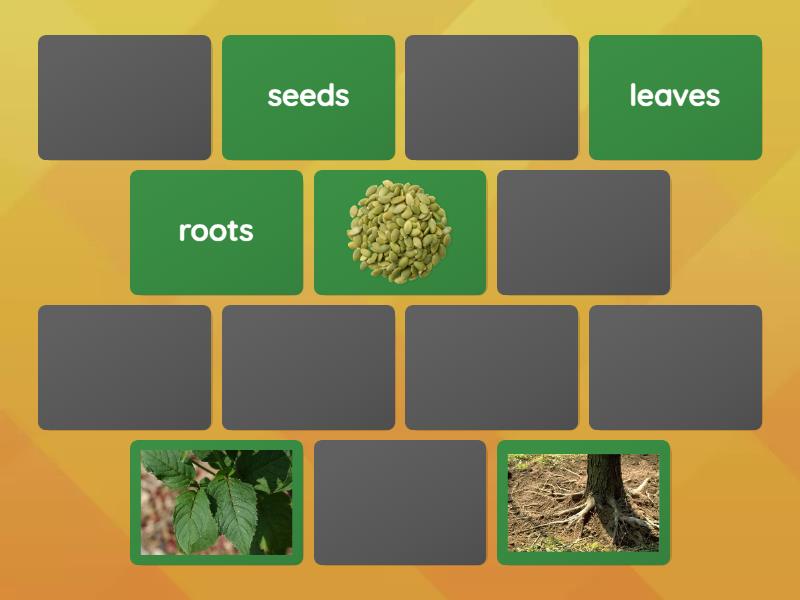 Plants - Matching pairs