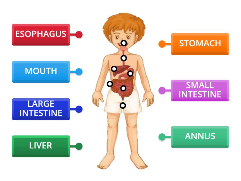 DIGESTIVE SYSTEM parts - Labelled diagram