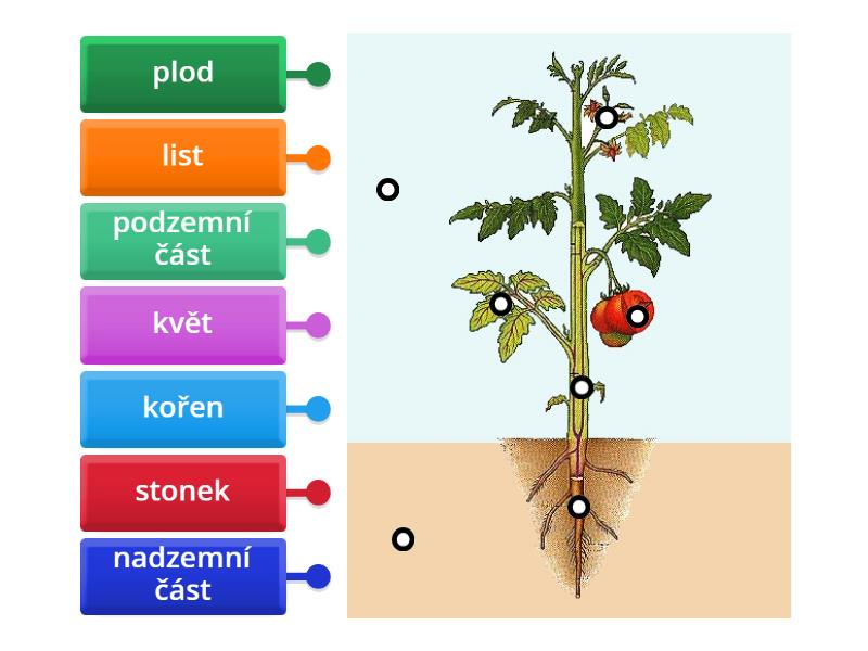 Části rostlin - Labelled diagram