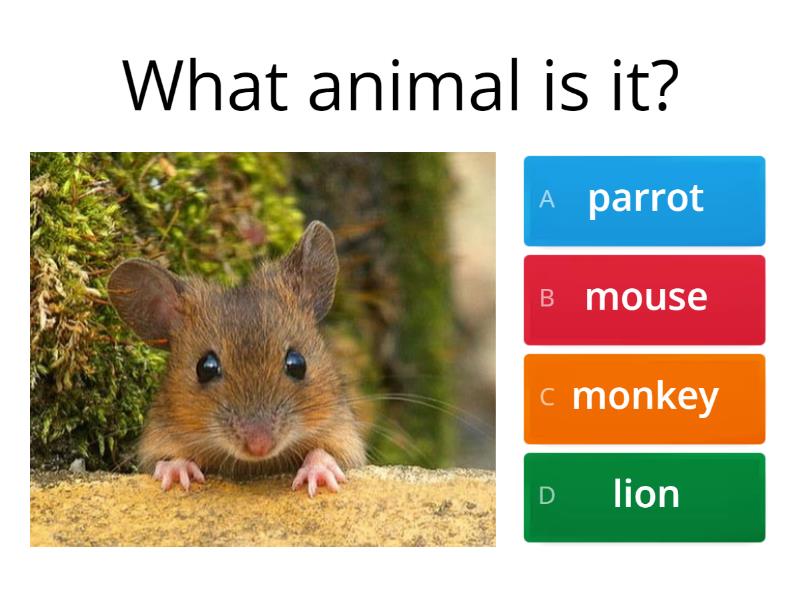 Bugs Team 1 Unit 4 animals + verbs - Test