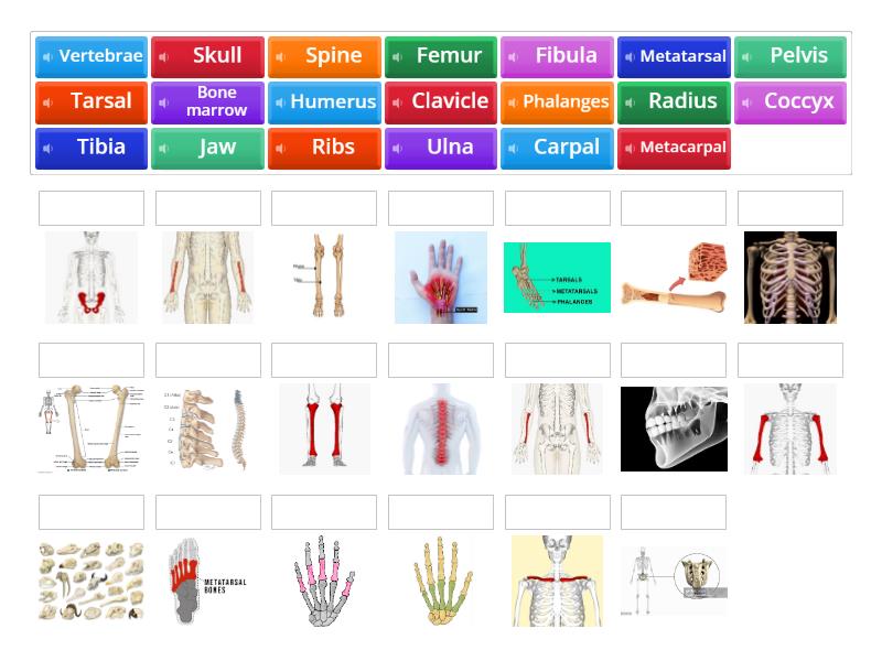 Reading Activity: Bones - Match up