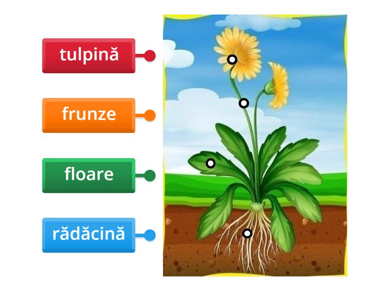 „Părțile componente ale unei flori” - Labelled diagram