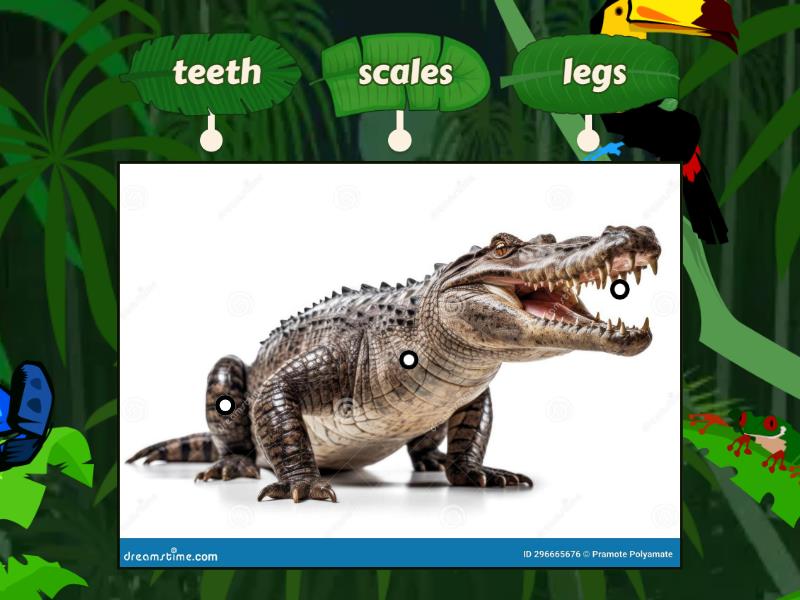 Crocodile Body Parts - Labelled diagram