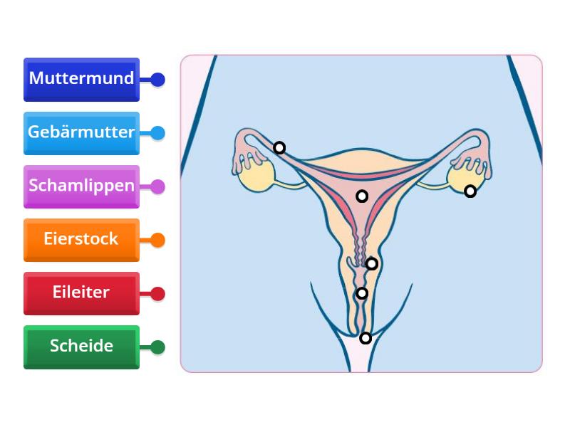 Weibliche Geschlechtsorgane - Labelled diagram