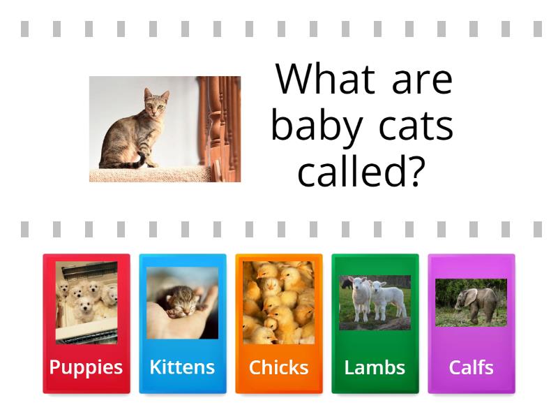 Unit1 Reading-Animal Babies - Cada oveja con su pareja