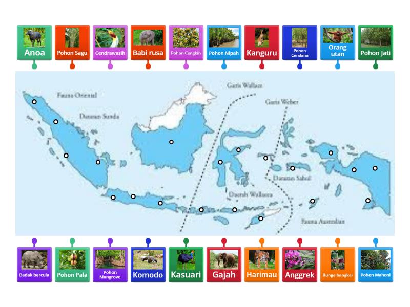 Persebaran Flora dan Fauna Di Indonesia - Labelled diagram