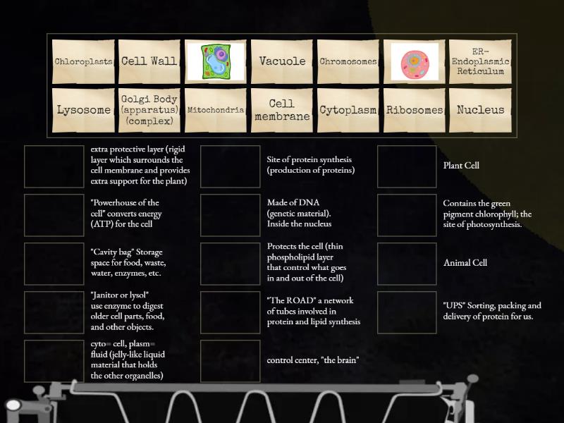 Cell Organelles (Plant and Animal) Vocabulary Matching - Match up