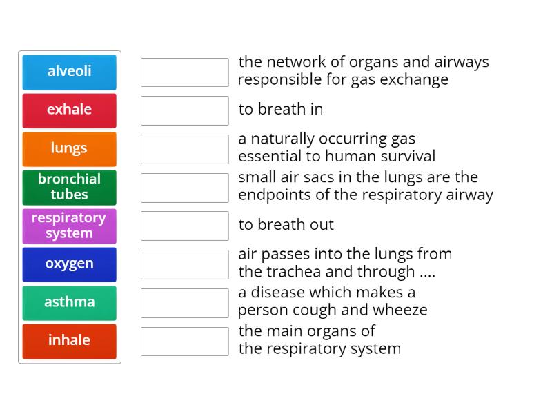 respiratory system - Match up