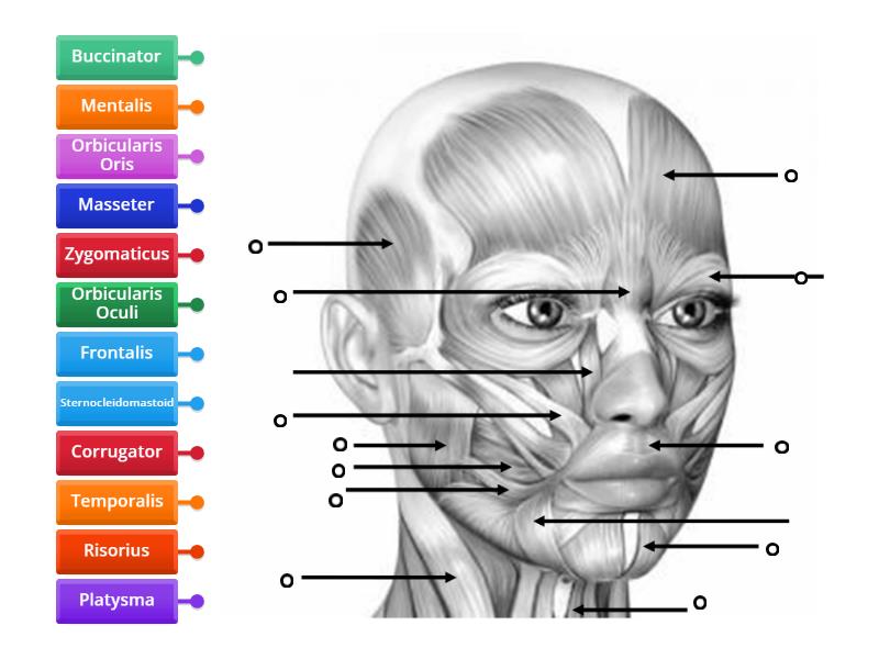 Muscles of the Face - Labelled diagram