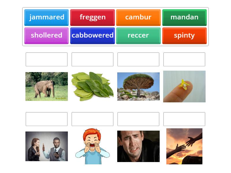 The Spinty Mandan - Match up