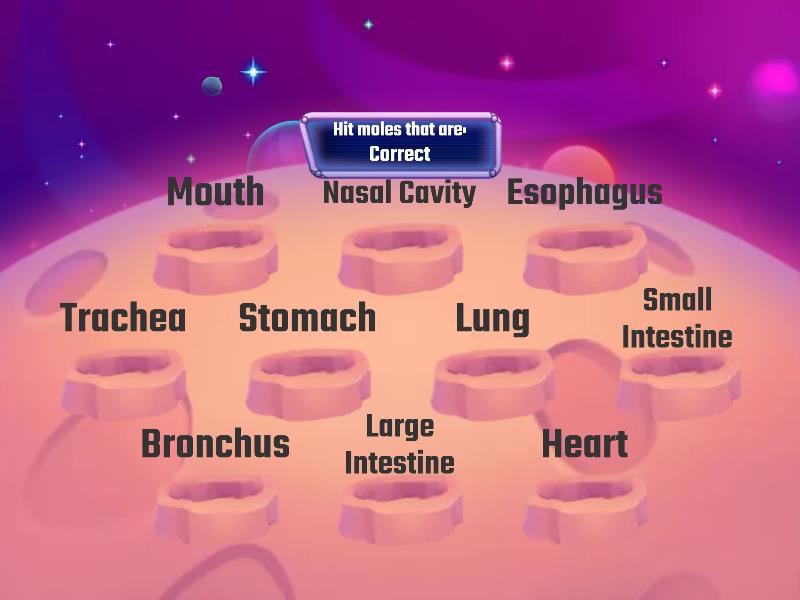 Parts of the Digestive Tract - Whack-a-mole