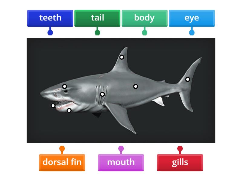 Shark's body parts - Labelled diagram