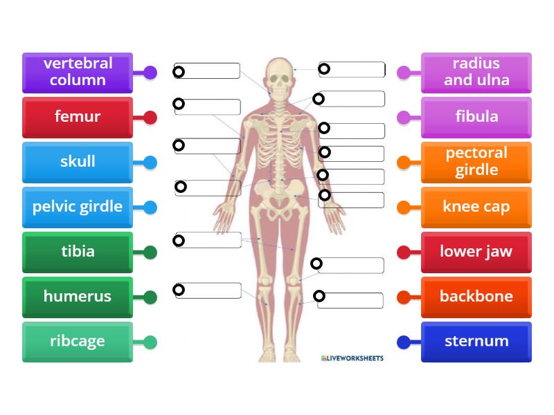 LABEL THE PARTS OF SKELETON SYSTEM - Labelled diagram