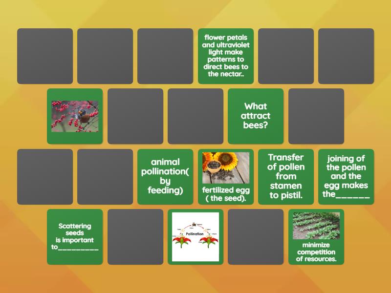 Ch7L2 External Plant Structure and Function( Part2) - Matching pairs