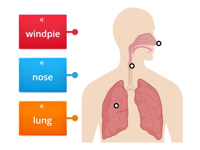 Science 2- Human Breathing Process -Ms Nhi - Labelled diagram