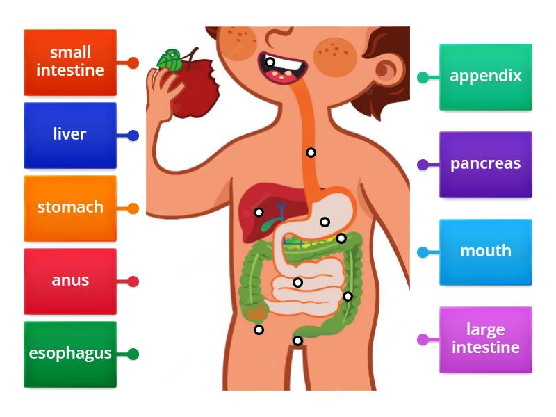 Digestive System - Labelled diagram