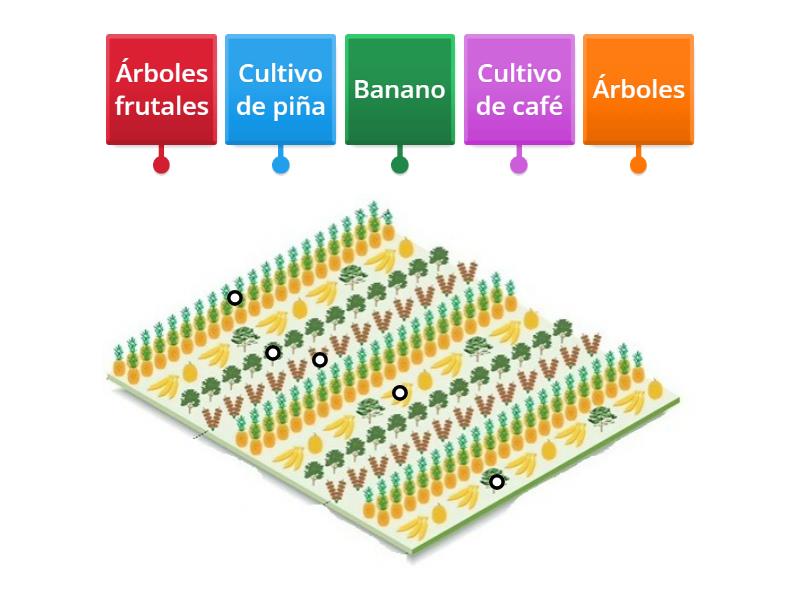 Sistema agrosilvicultural - Labelled diagram